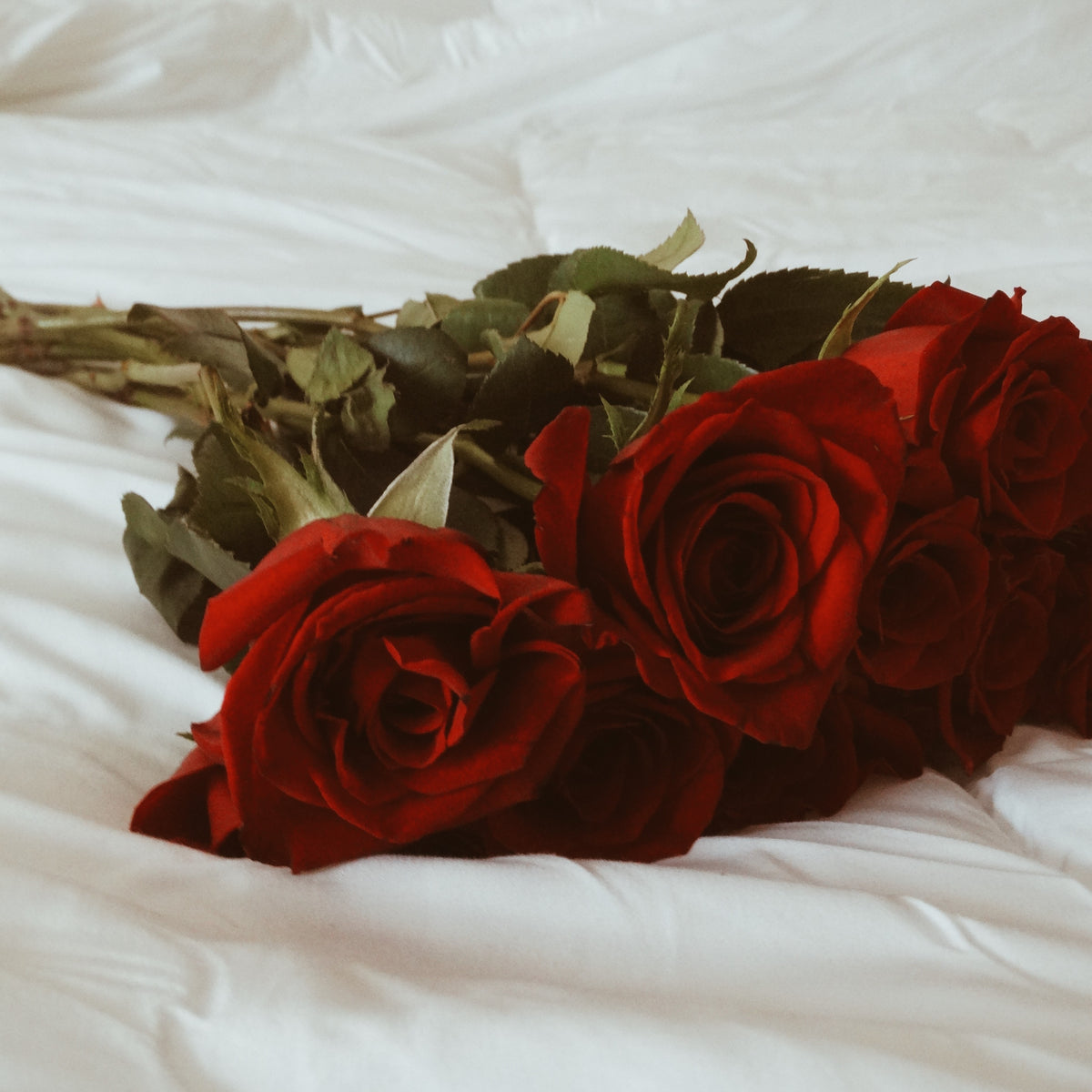 INFO: Why are red roses the symbol of love ? – ARTISANE